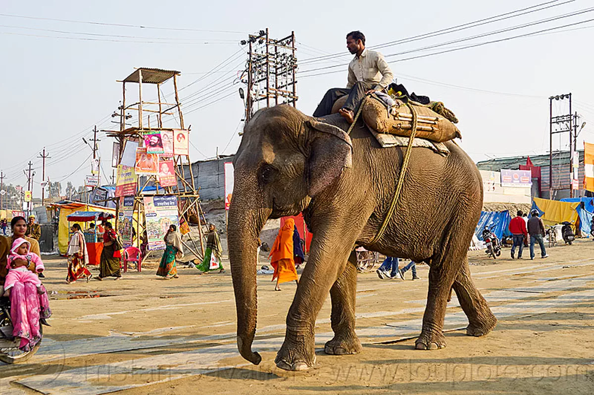man riding his elephant at kumbh mela 2013, india - #9537669206