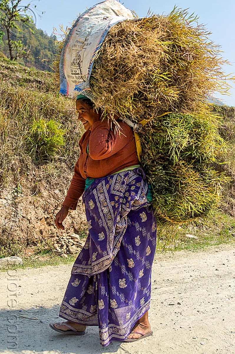 nepali woman carrying bundle of hay, nepal