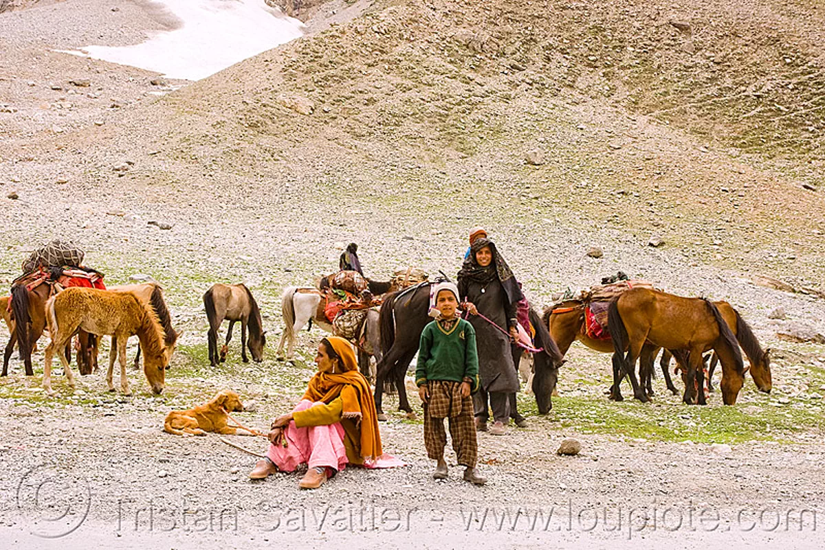 nomads with horses, leh to srinagar road, kashmir