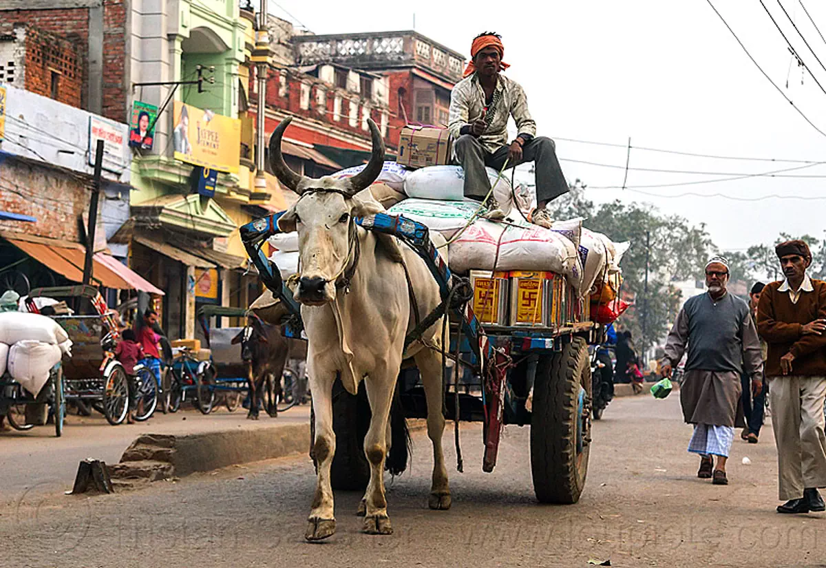 ox cart transporting freight, india