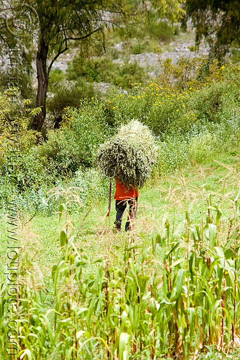 peasant carrying grass in field, quebrada de humahuaca, noroeste ...