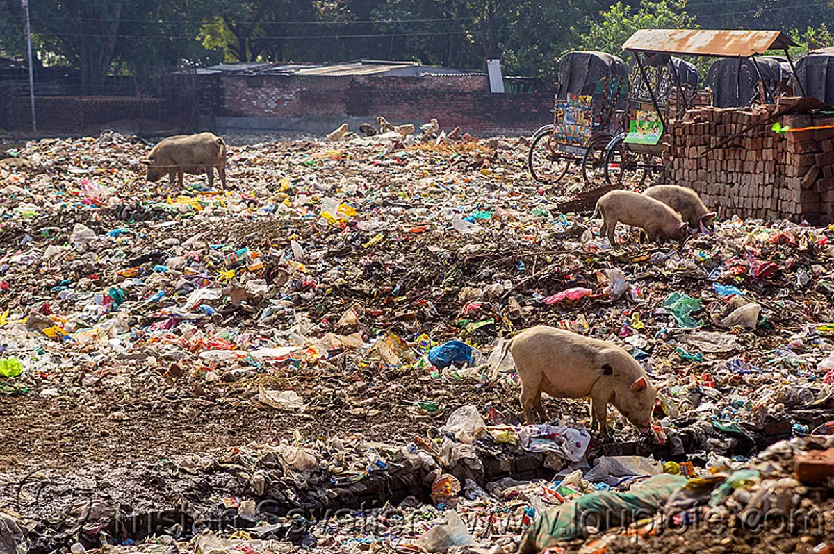 pigs foraging in trash dump, india