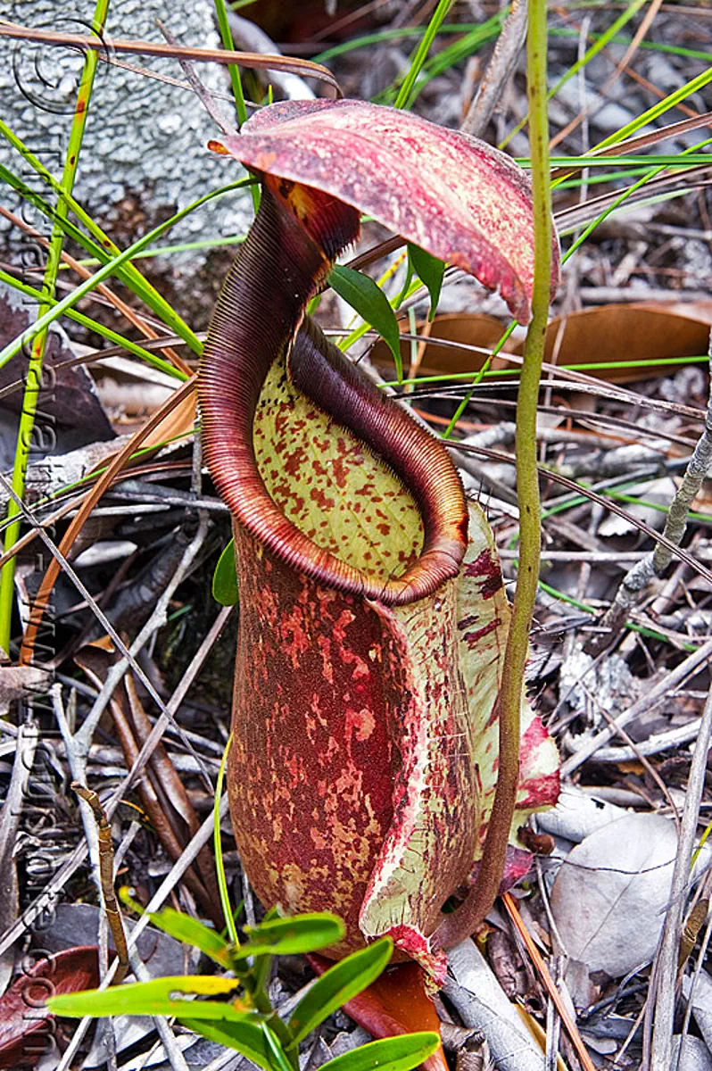 pitcher plant, nepenthes rafflesiana