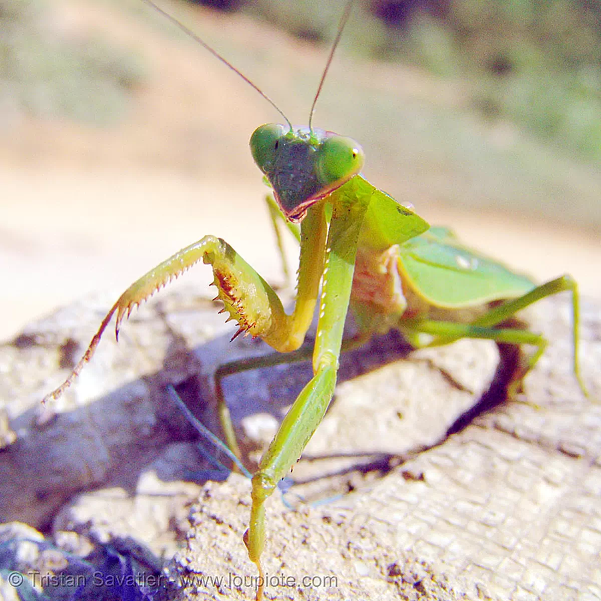 praying mantis, front legs