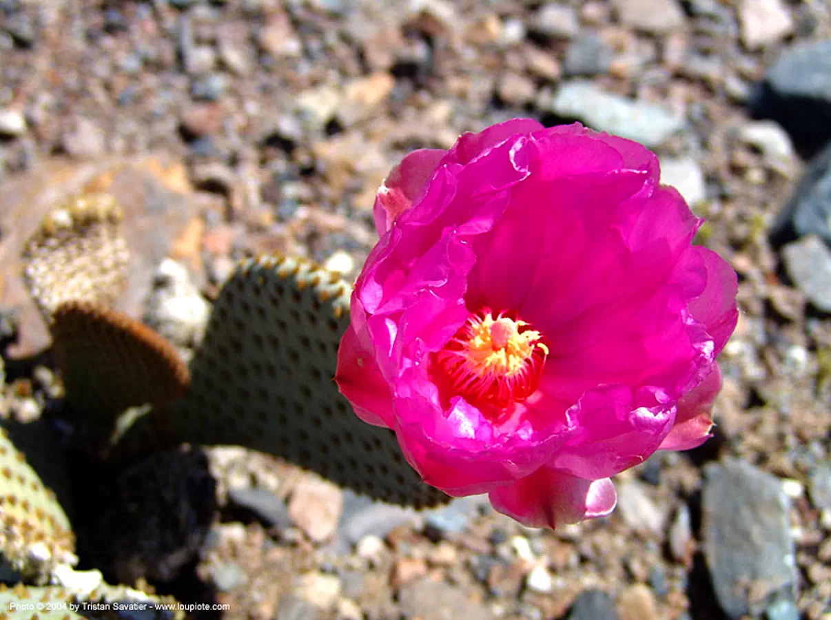 prickly pear cactus flower, opuntia basilaris