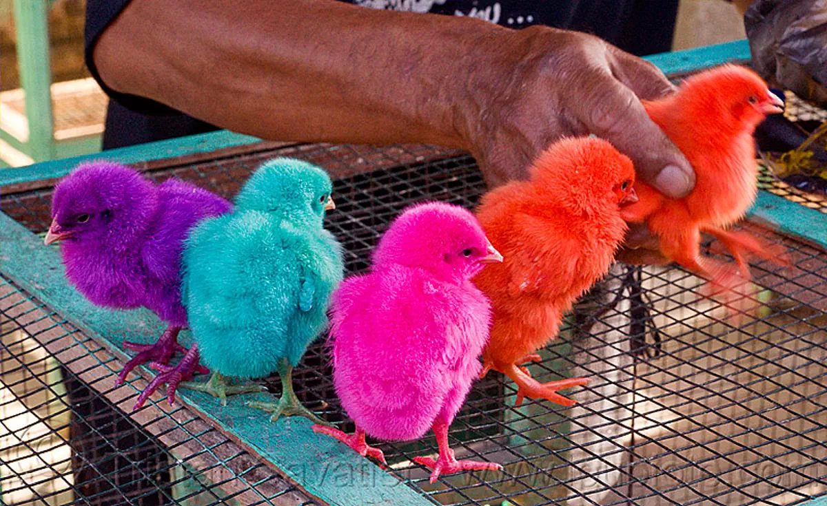 rainbow colored chicks, yogyakarta, java