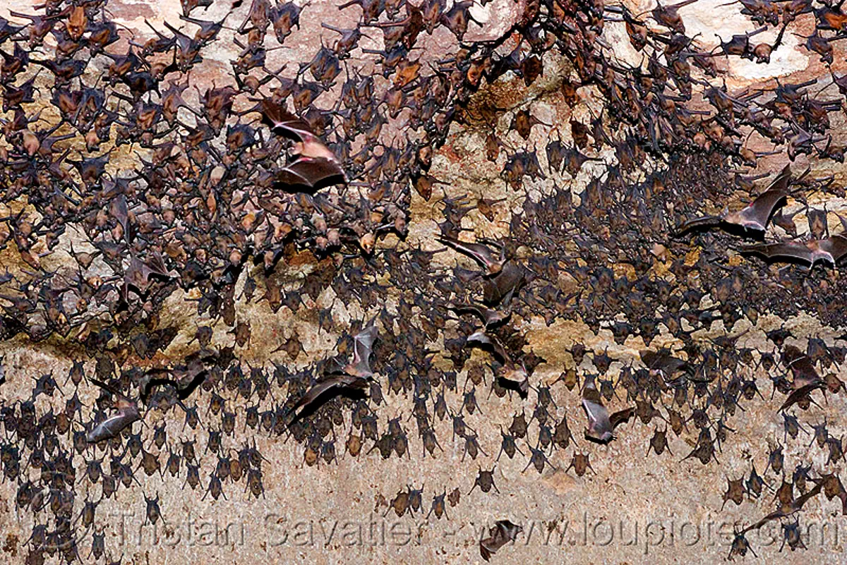 rhinopoma bat colony in cave, flying and hanging
