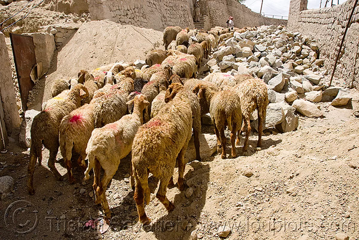 sheep flock, leh, ladakh, india