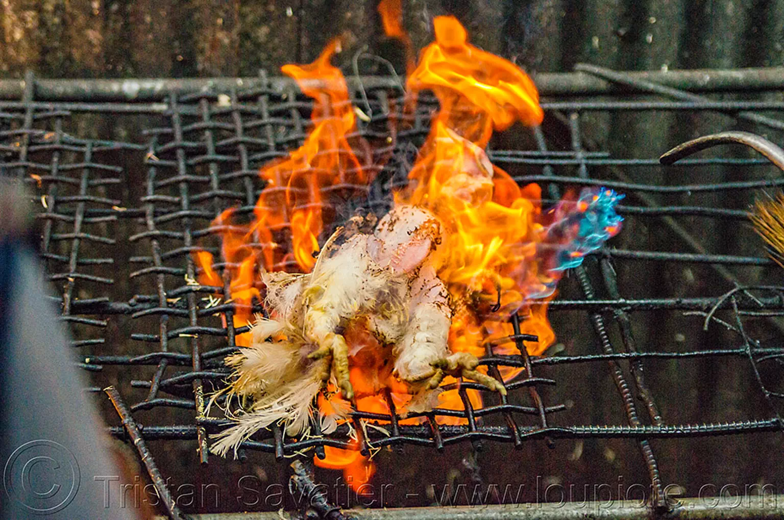 singeing chicken, preparing pinikpikan, philippines