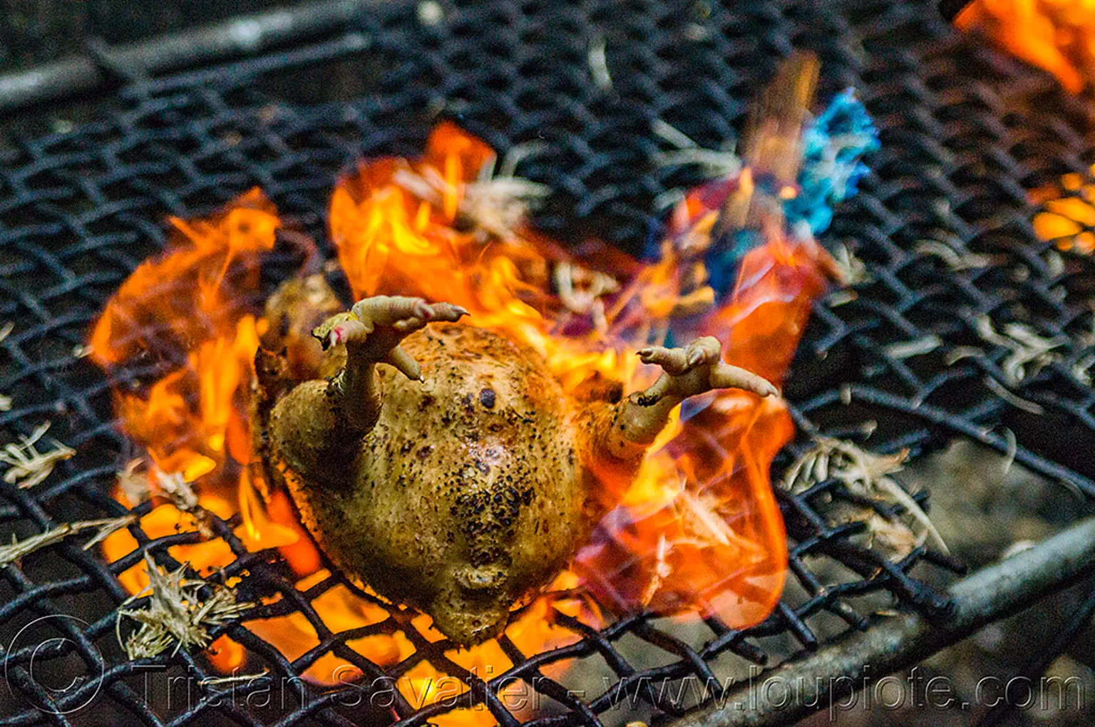 singeing chicken, preparing pinikpikan, philippines
