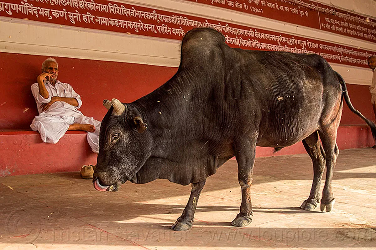 street bull, rishikesh, india