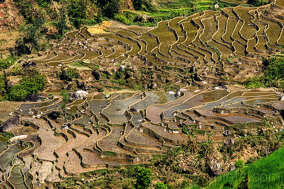terrace farming, paddy fields, nepal