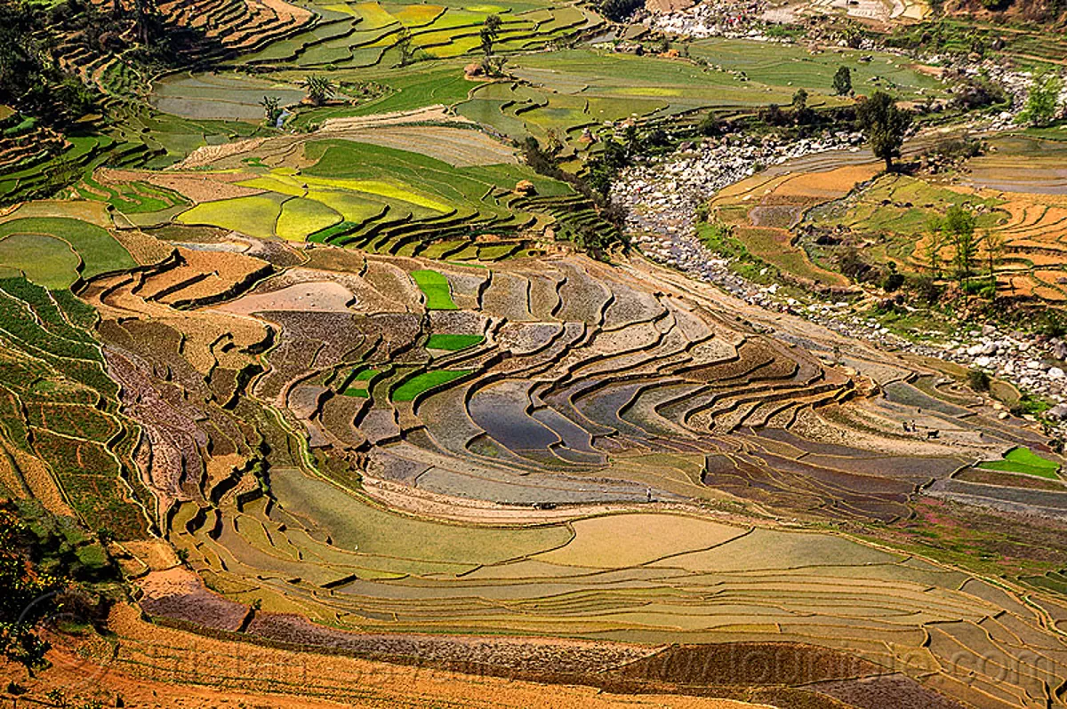 terrace farming, paddy fields, nepal