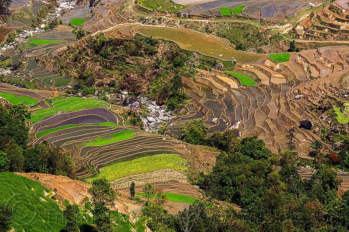 terrace farming, paddy fields, nepal