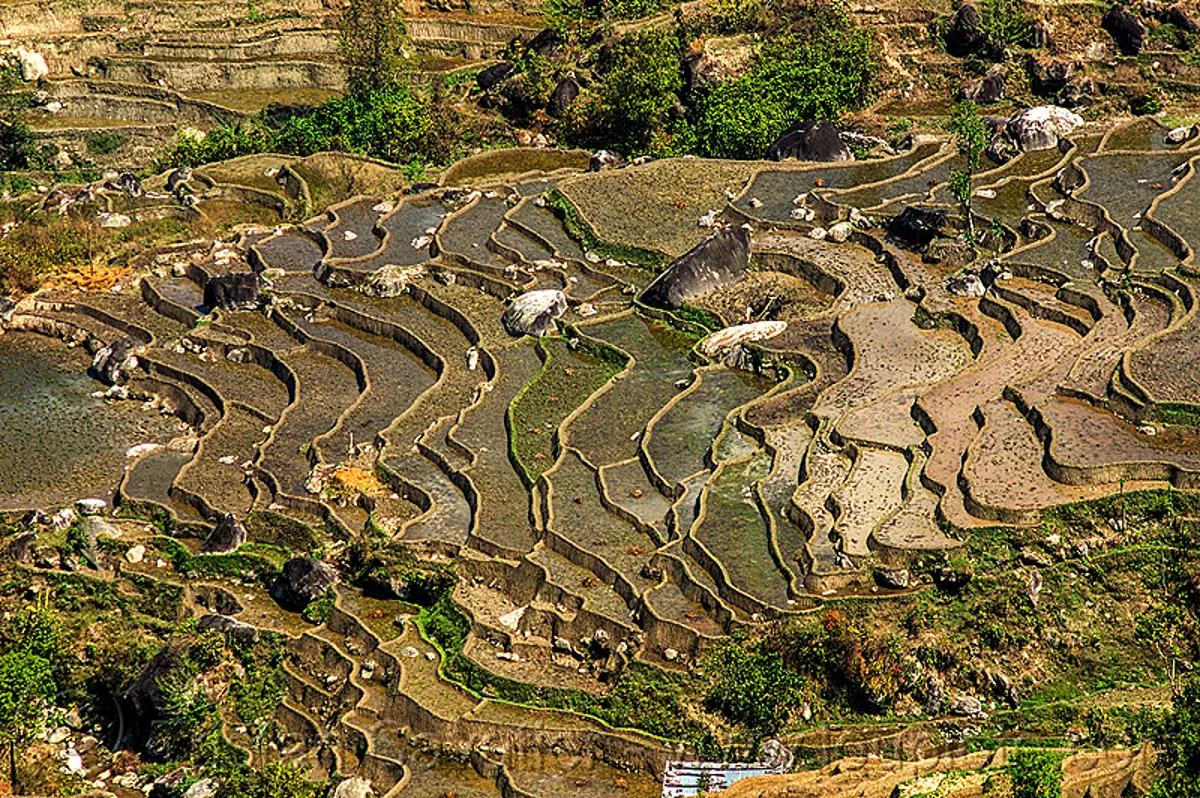 terrace farming, paddy fields, nepal