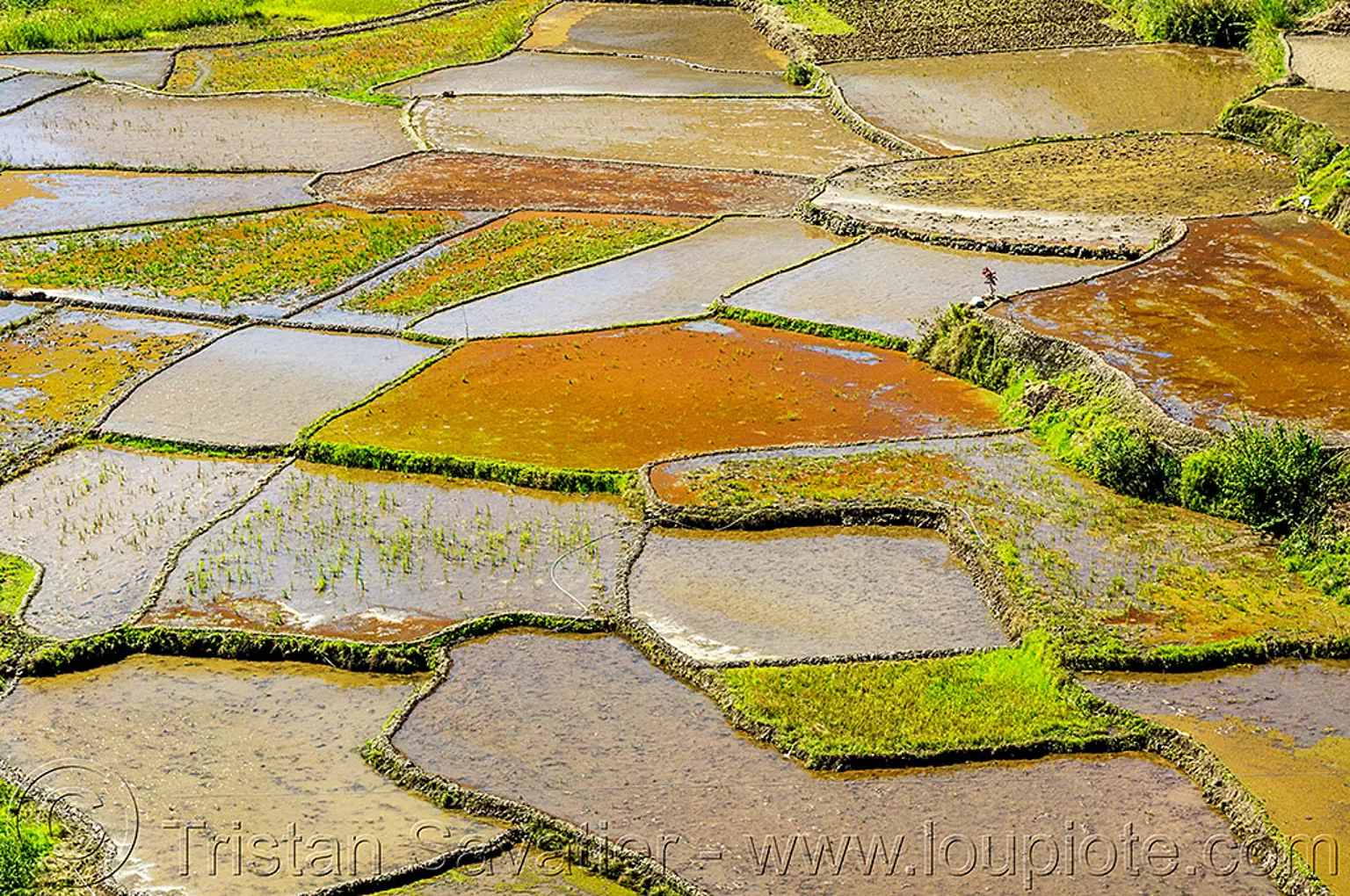 terraced rice fields near sagada, philippines