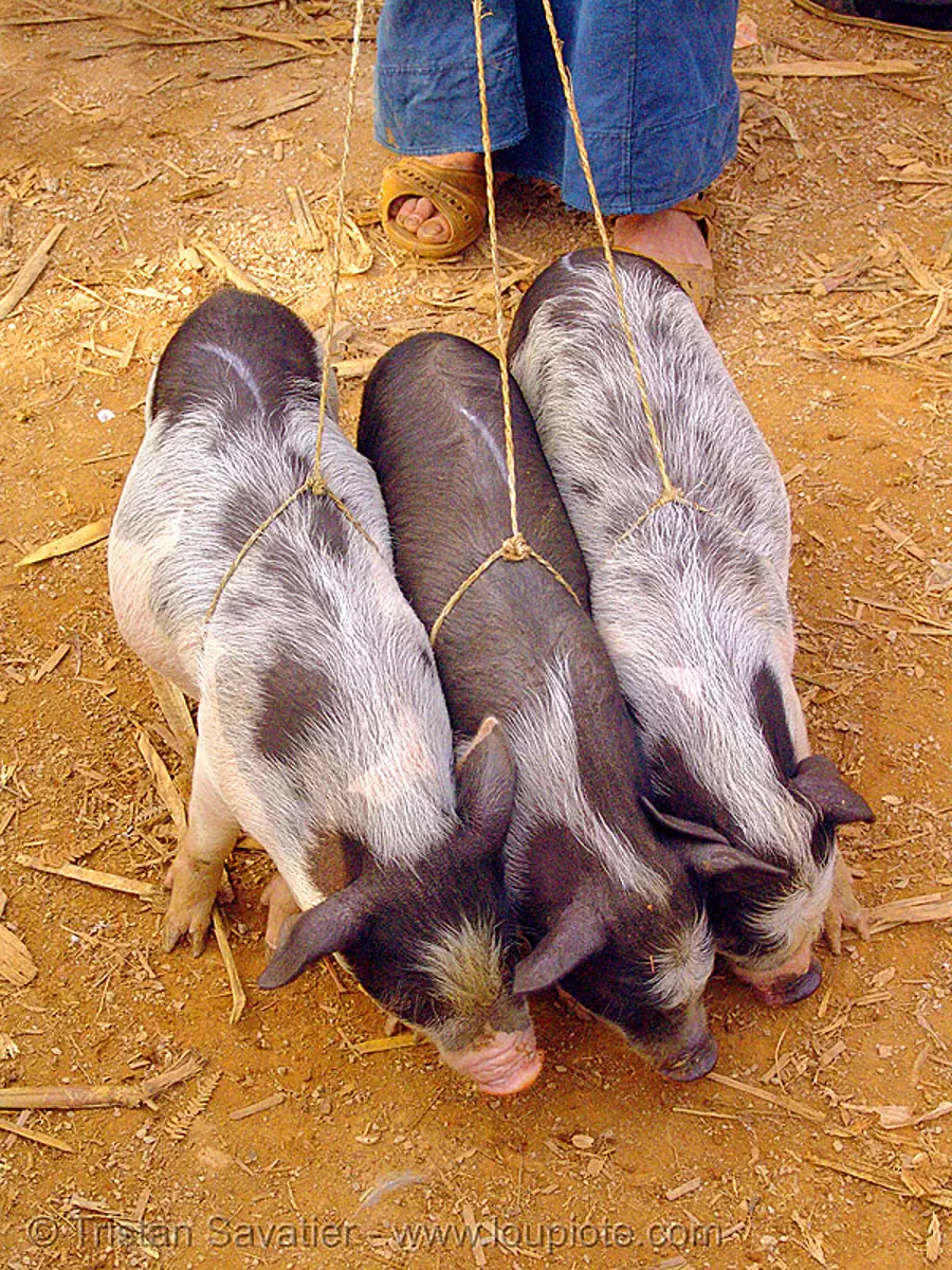 three piglets at the market, vietnam