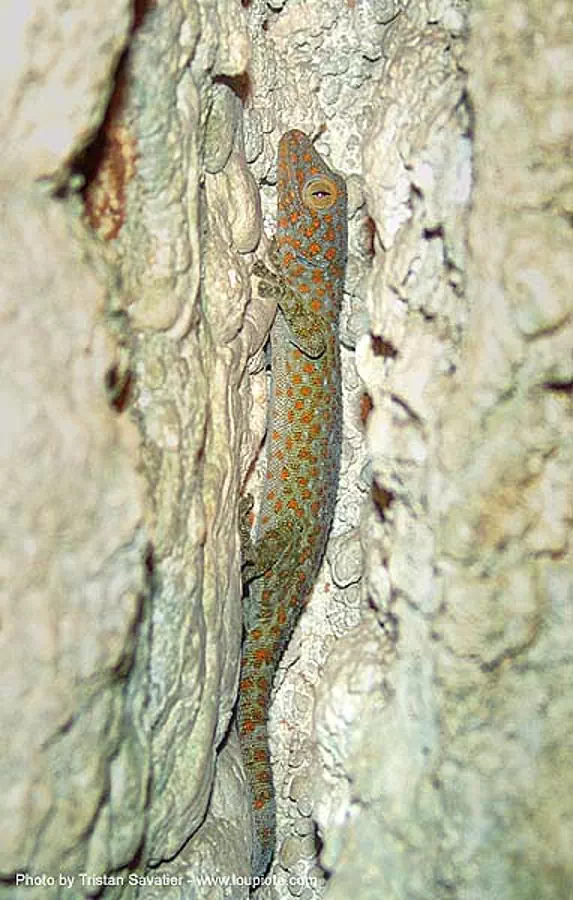 tokay gecko in cave