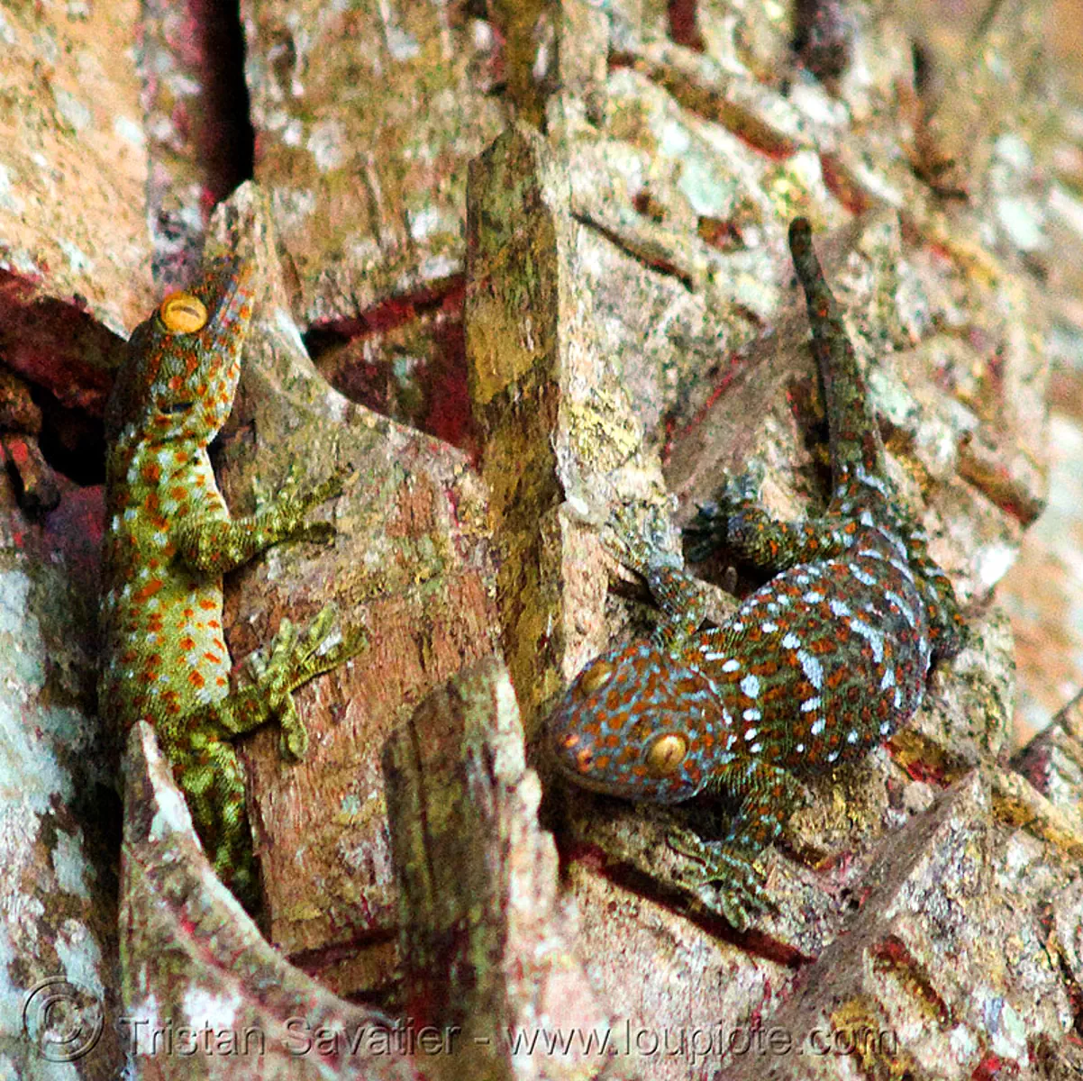 tokay geckos, pak ou caves near luang prabang, laos