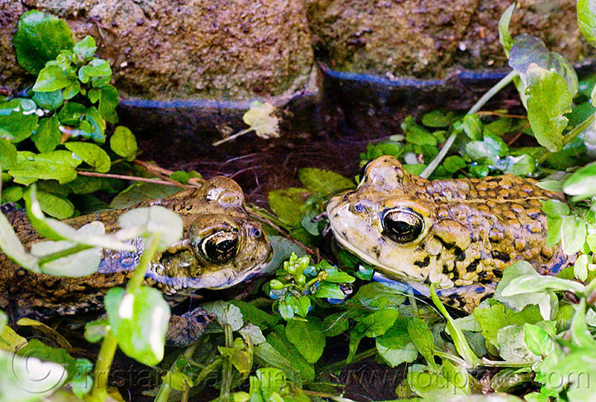 true love, california toads staring at each other - #7067276311