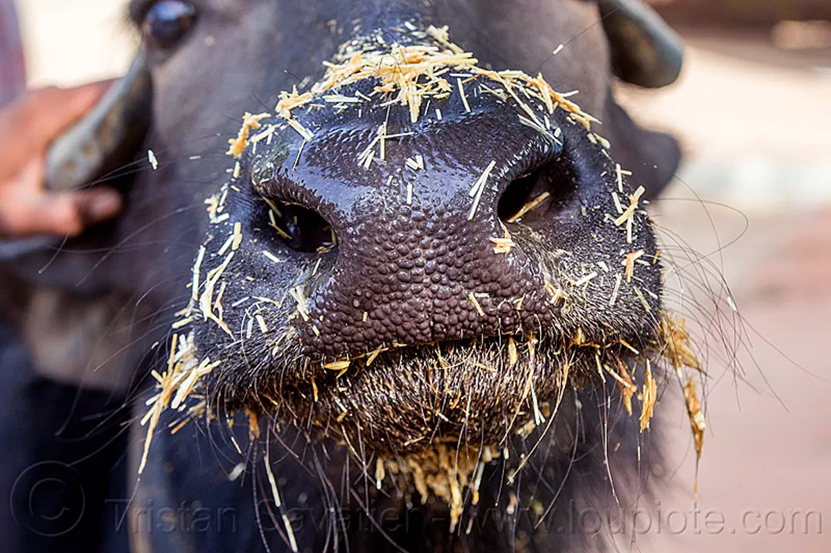 water buffalo snout with hay, india