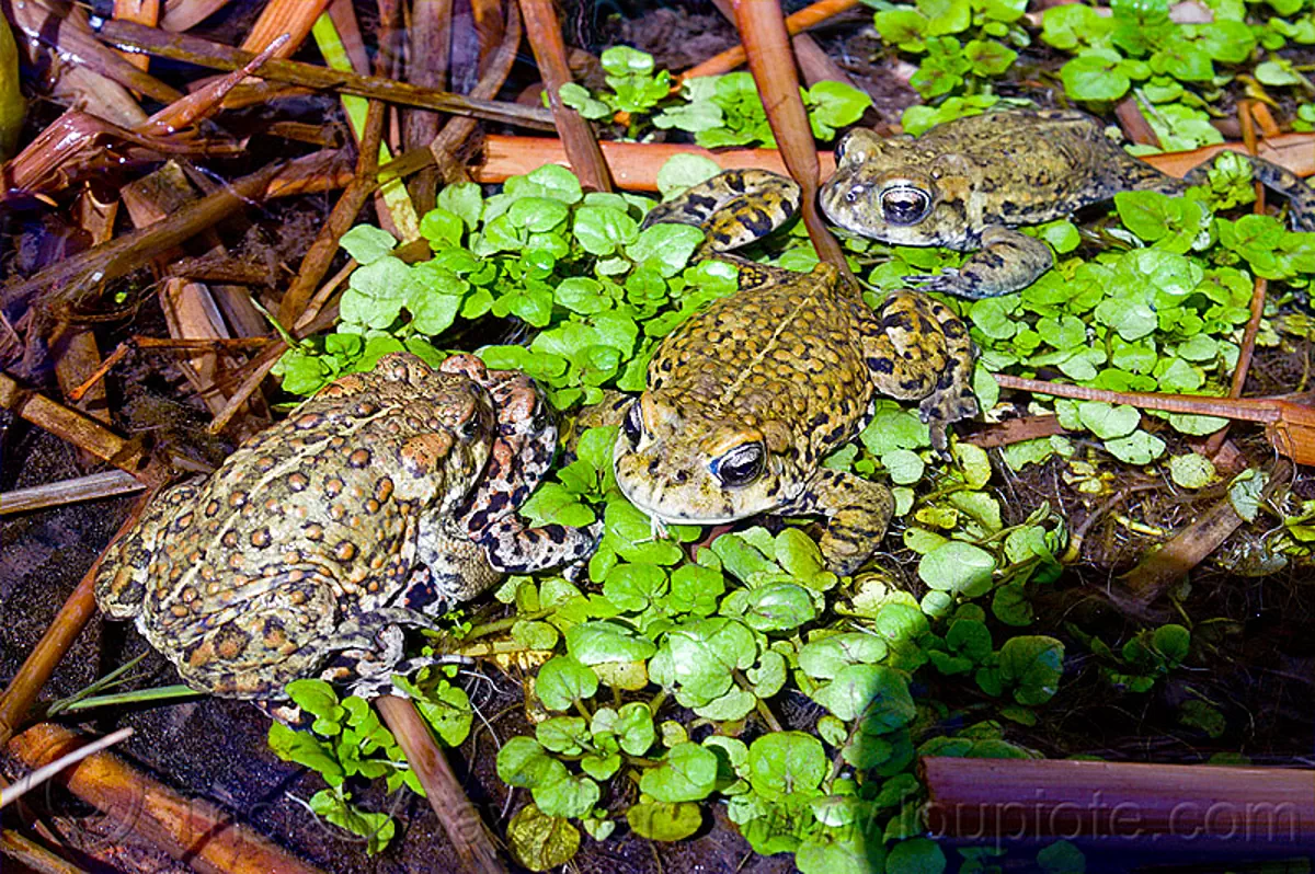 western toads in darwin falls, death valley