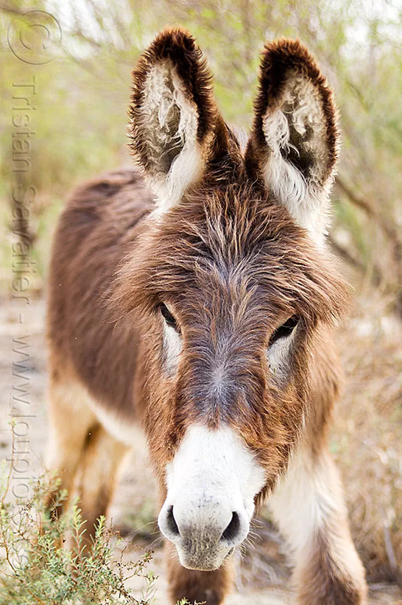 wild death valley burro