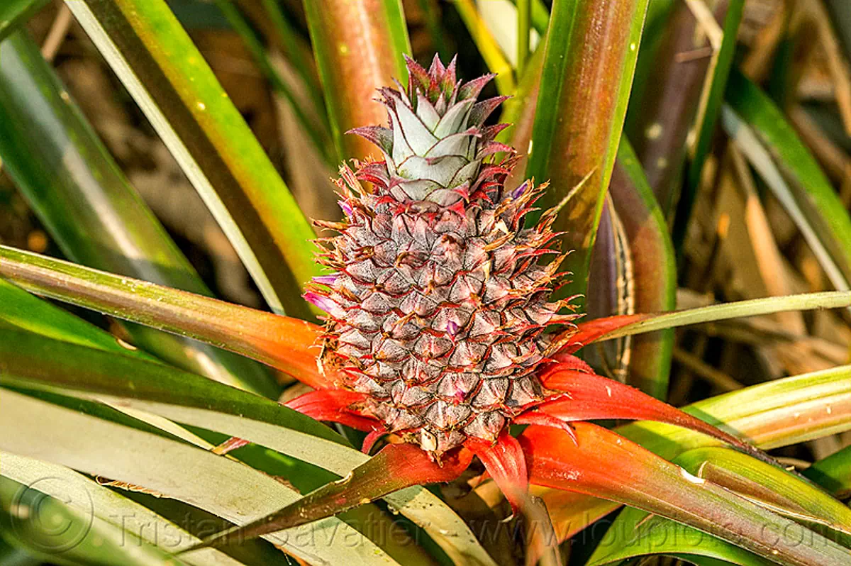 wild pineapple plant, india