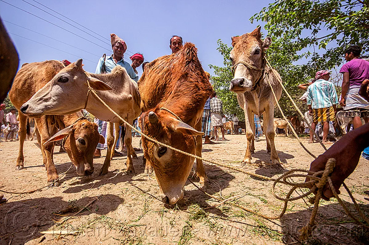young cows on leash at cattle market, india