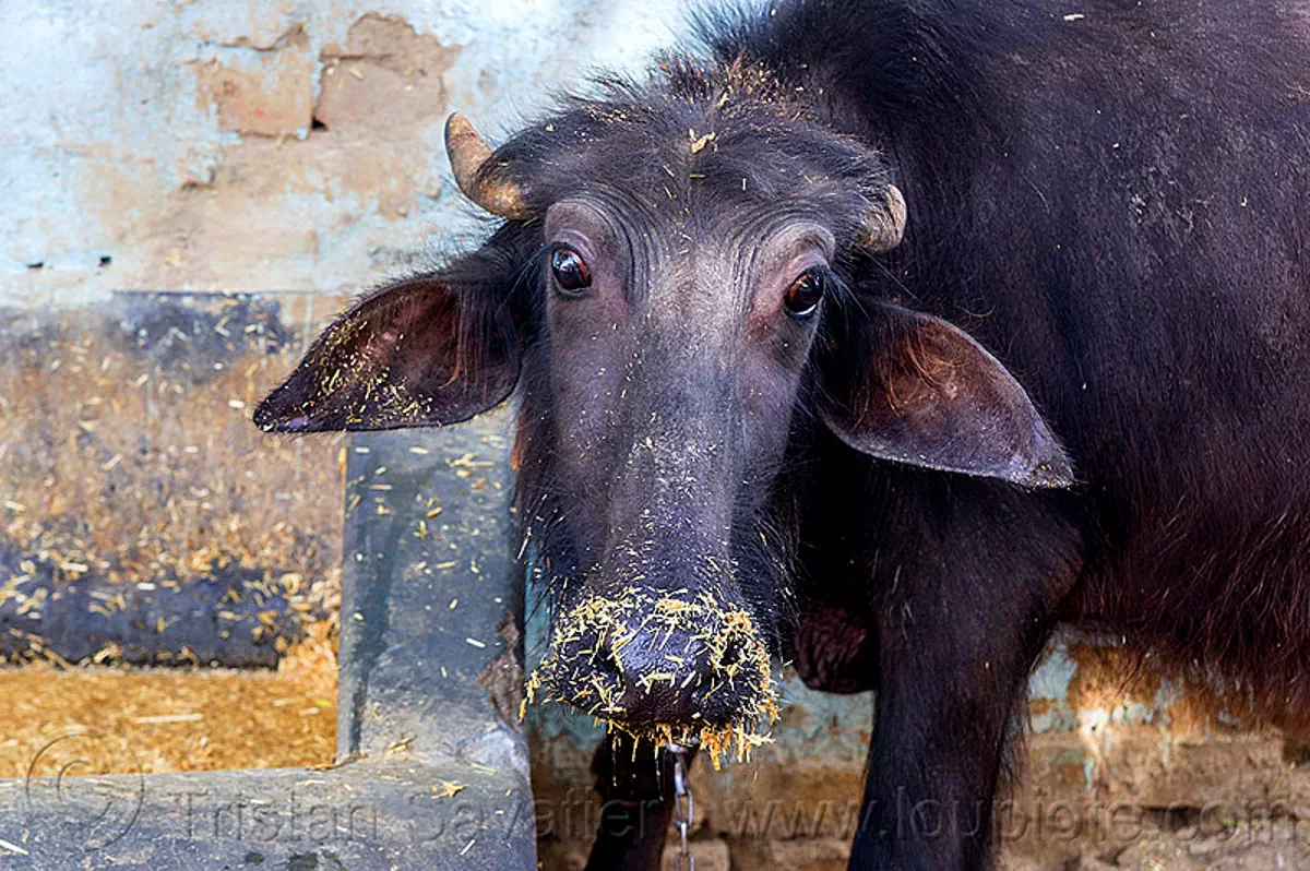 young water buffalo with hay on nose, india