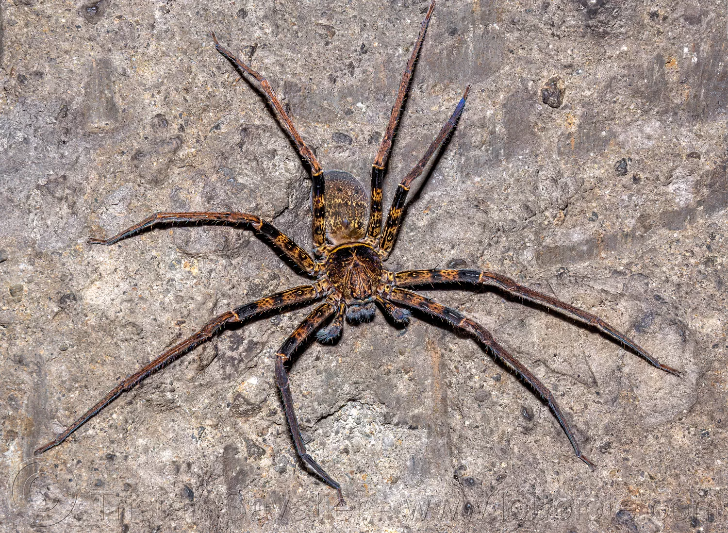 Cave Spider Photo Cave Spider" Images – Browse 233 Stock Photos,