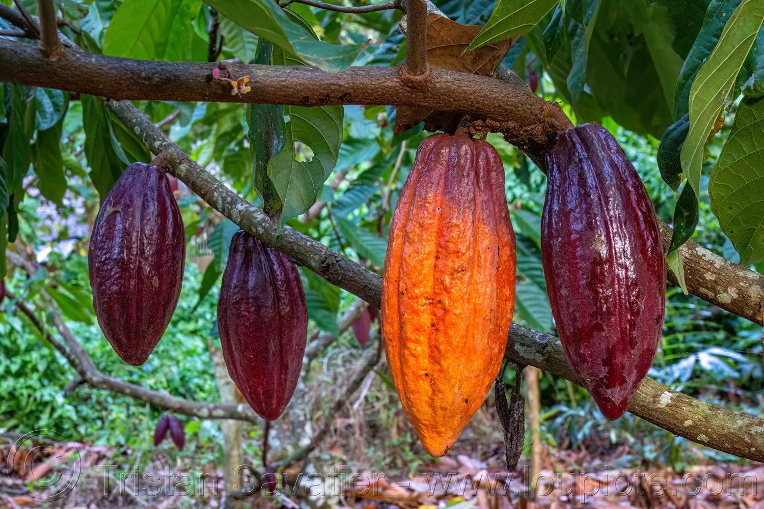 Cacao Pods