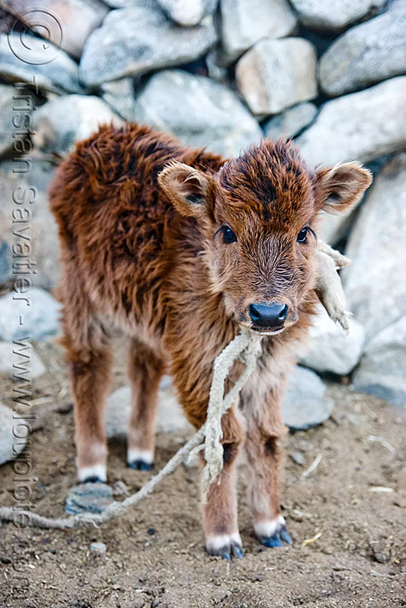 Cute Cow And Calf