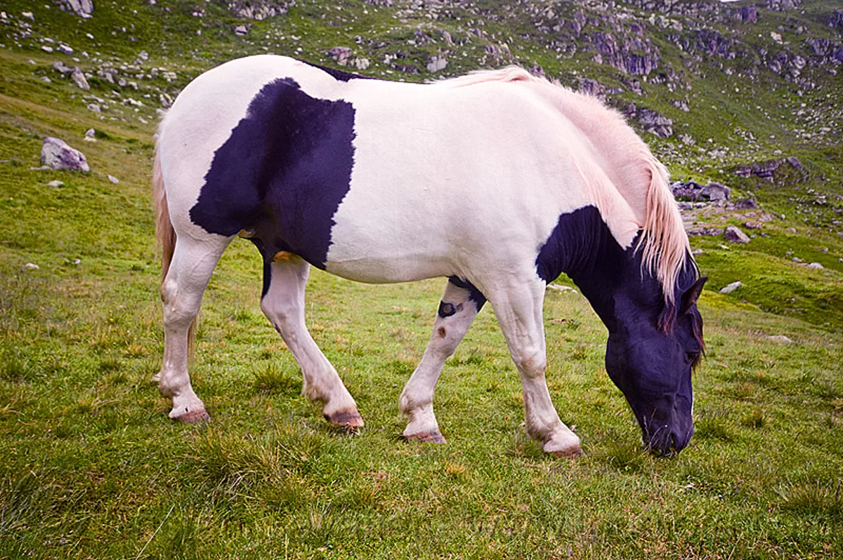 Pinto Horse Sleeping