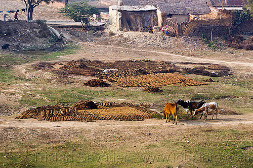 cow dung drying in a field, india