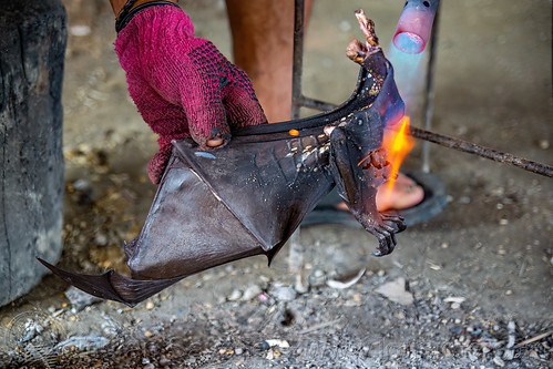Singeing a Fruit Bat Wing with a Blowtorch