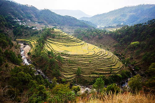 terrace farming & rice paddy fields | Posters, Stock Photos & Royalty ...
