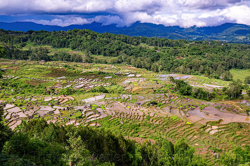 Rice Fields in Tana Toraja (Sulawesi Island, Indonesia)