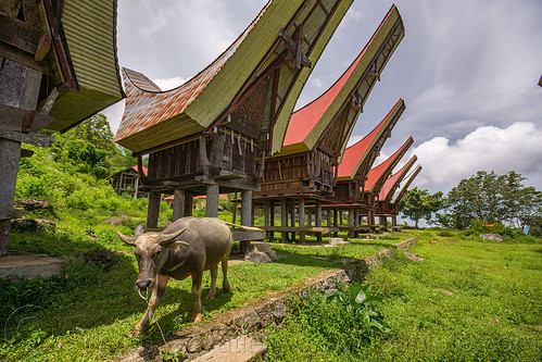 Toraja Tongkonan near Rock-Tombs