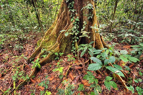 Buttress Roots Tree Buttress Roots On A Tree (Family