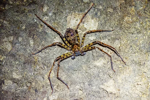 Giant African Cave Spider Cave Spider Stock Image. Image Of Cave,