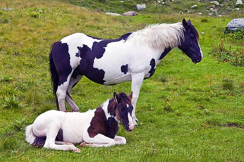 Baby Pinto Horses